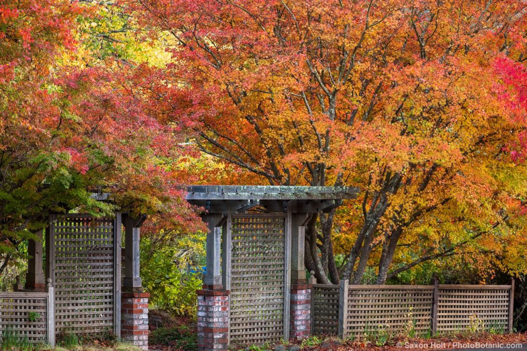 3.2 Hardscape - Photobotanic