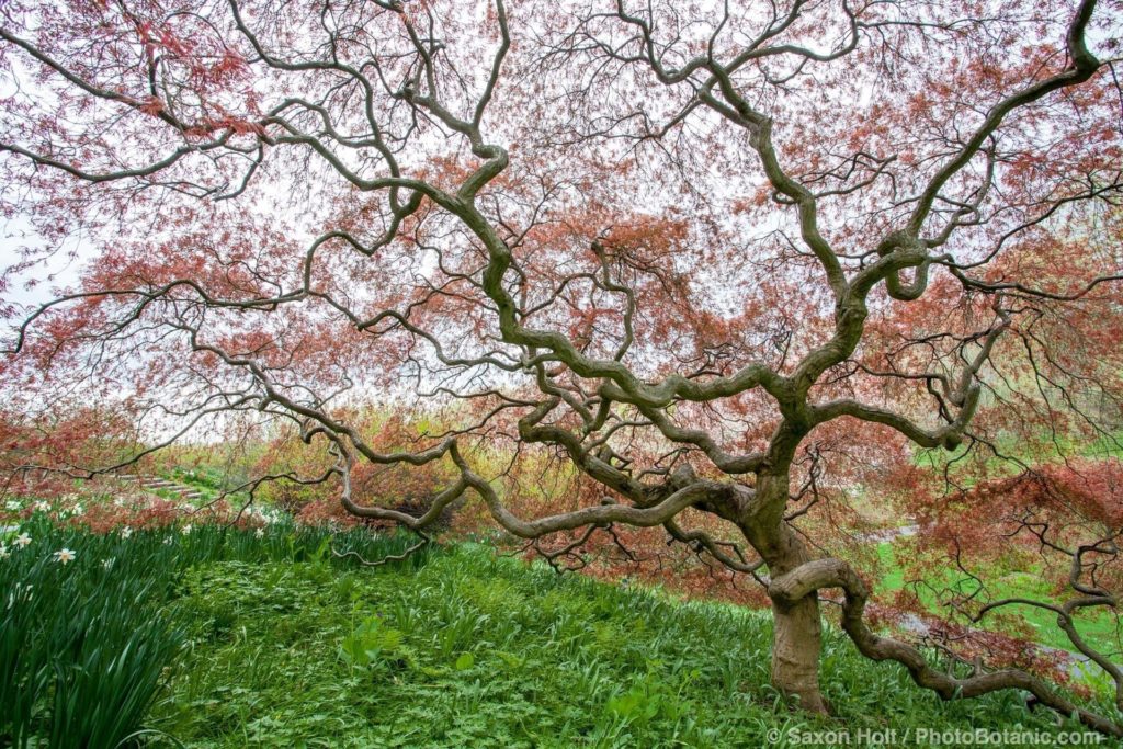 Leading Lines - Spring maple tree - Photobotanic
