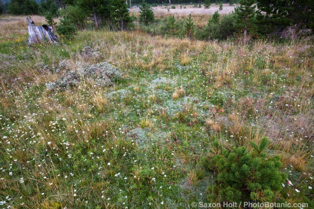 The Summer-Dry Meadow - Photobotanic