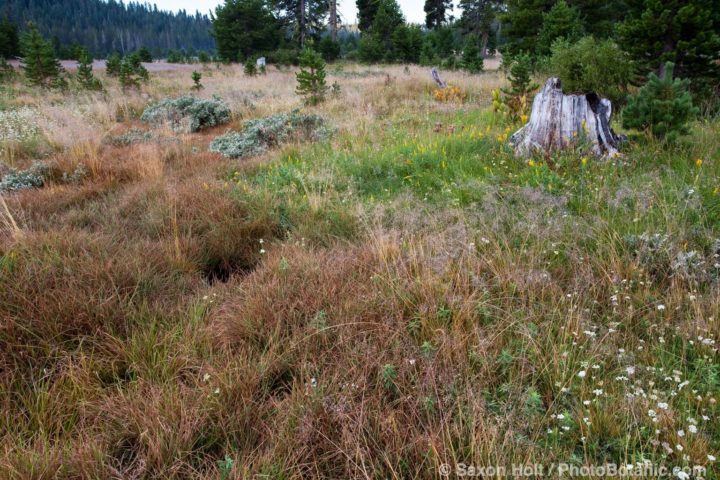 The Summer-Dry Meadow - Photobotanic