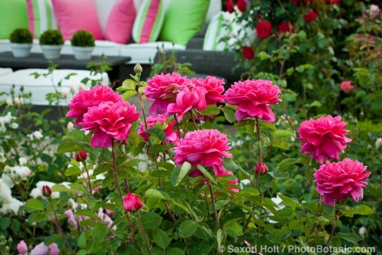 Photos in the Rose Garden - Photobotanic