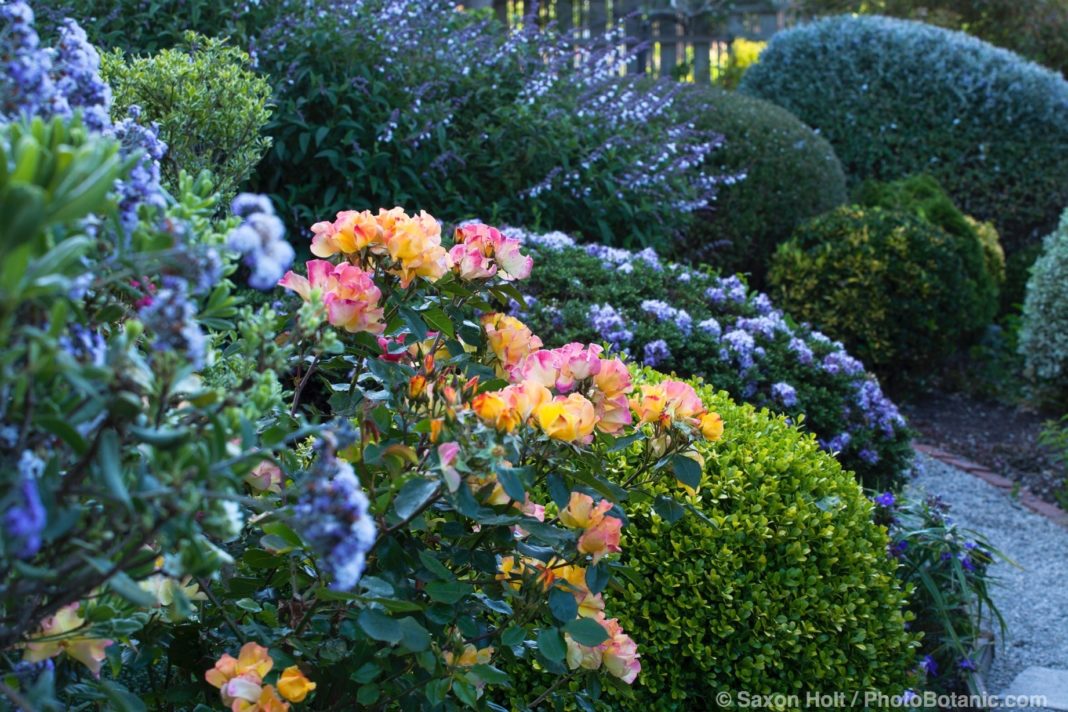 Photos in the Rose Garden - Photobotanic