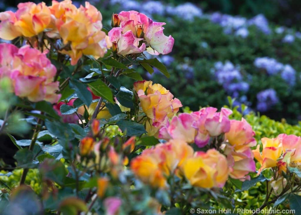 Photos in the Rose Garden - Photobotanic