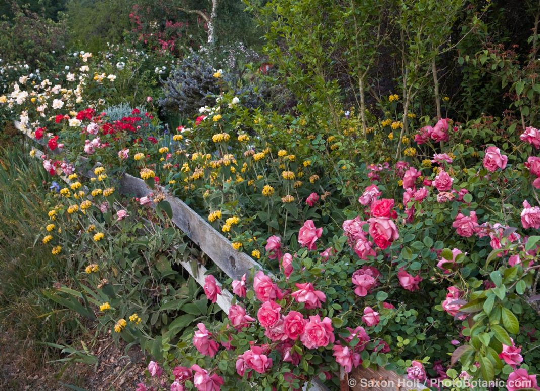 Photos in the Rose Garden - Photobotanic