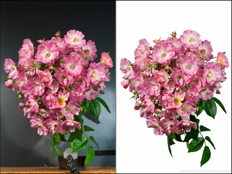 How to Photograph Roses - Photobotanic