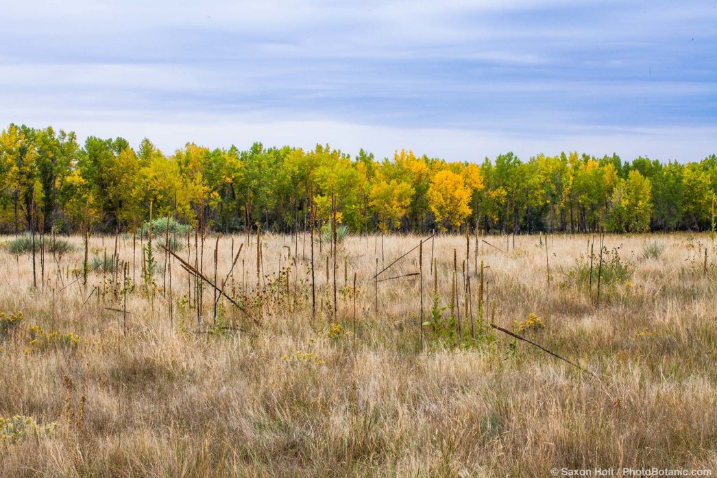 Panoramas on the Prairie - Photobotanic
