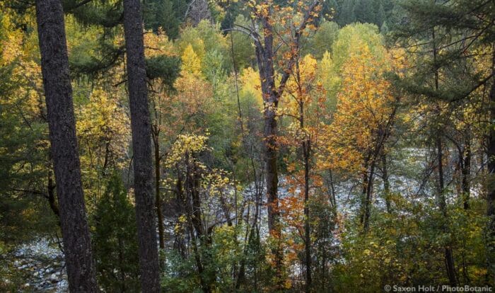 A California Forest in Autumn - Photobotanic