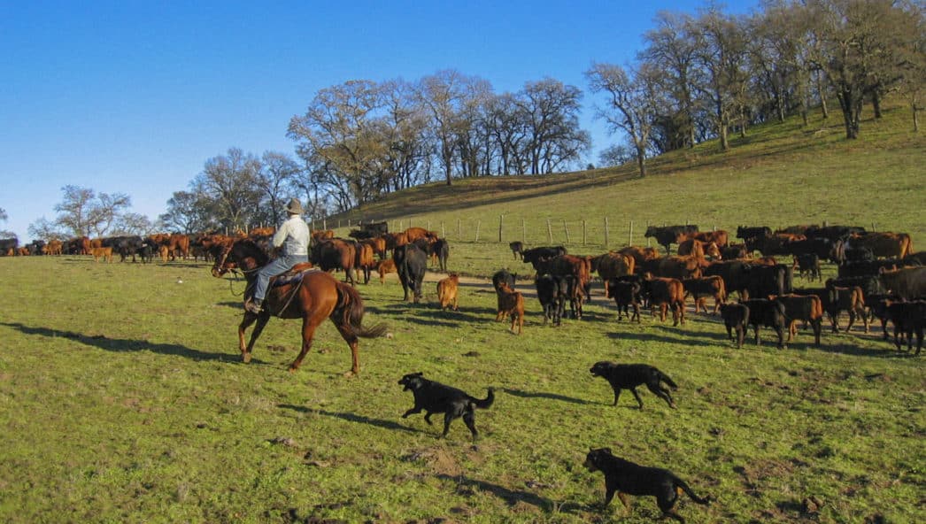 Ranching and Healthy Grassland Ecosystems - Photobotanic