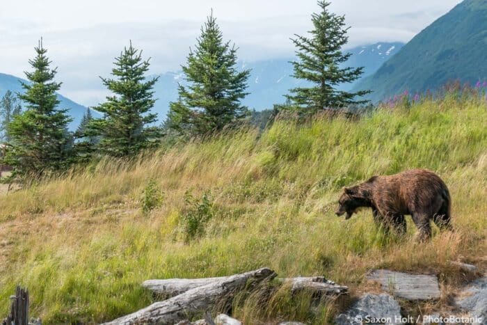 Botanical Alaska - Photobotanic