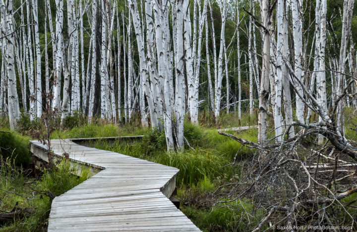 Botanical Alaska - Photobotanic